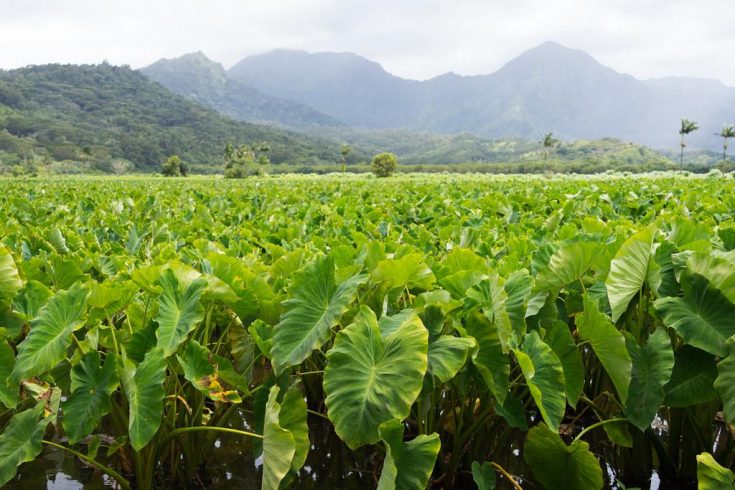 Hawaiian Desserts: Kulolo (Taro Pudding) - Onolicious Hawaiʻi