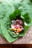 Ti Leaf Versus Luau Leaf - Onolicious Hawaiʻi